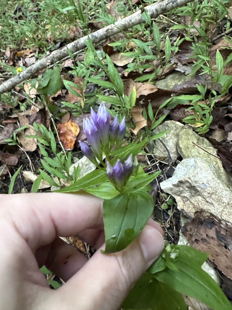 agueweed from Window Cliffs Trail, Baxter, TN, US on October 5, 2024 at ...