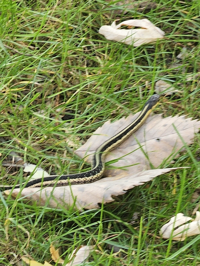 Common Garter Snake from Cambridge, MN, USA on October 5, 2024 at 01:29 ...