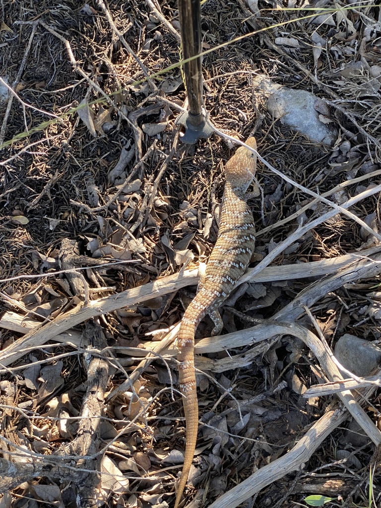 Texas Alligator Lizard from South Llano River State Park, Junction, TX ...