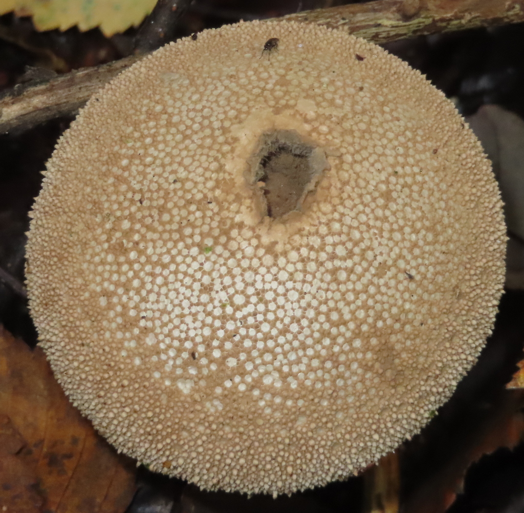 Lycoperdon from Derry and Strabane, UK on October 5, 2024 at 12:26 PM ...