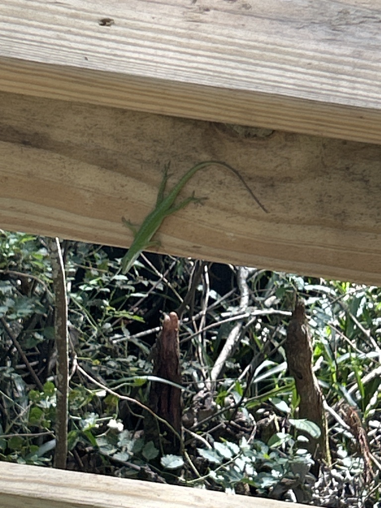 Green Anole from S Glenstone Pl, Baton Rouge, LA, US on October 5, 2024 ...