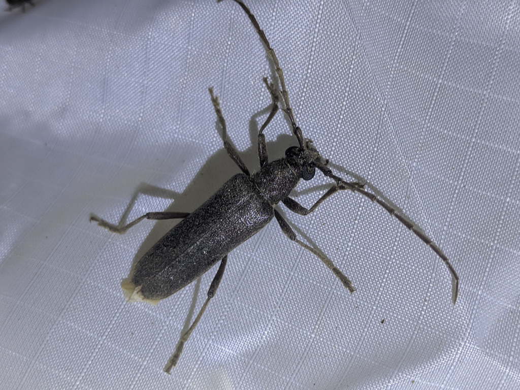 Aneflus calvatus from Santa Rosa Wildlife Area, Riverside, California ...