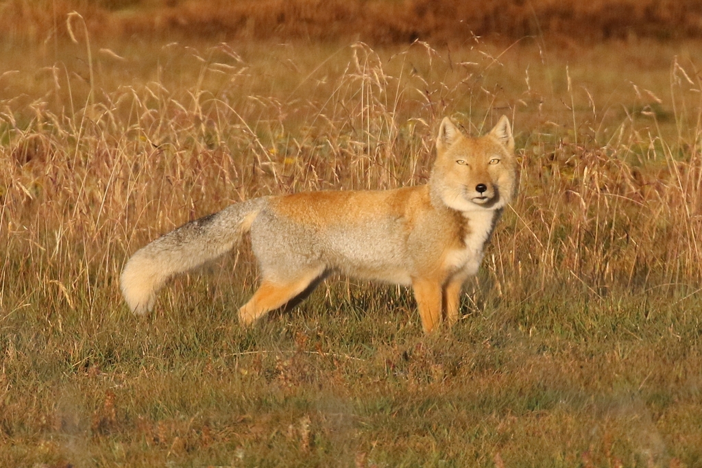 Tibetan Fox (Vulpes ferrilata) - Know Your Mammals