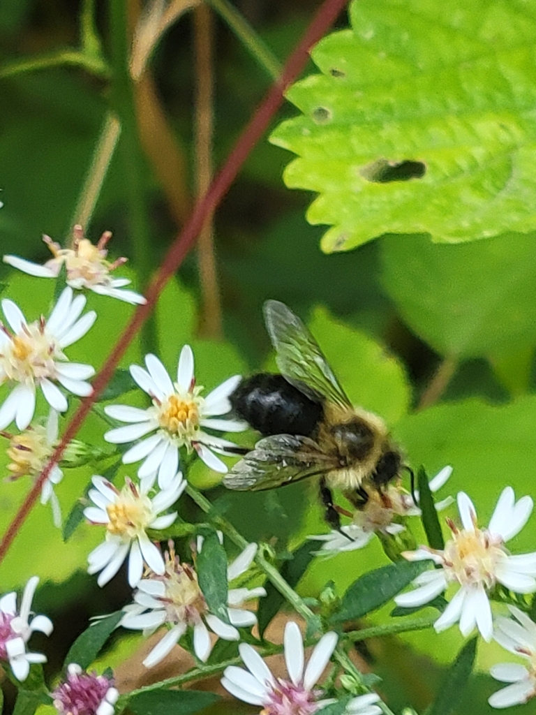 Common Eastern Bumble Bee from Princeton, NJ, USA on October 5, 2024 at ...