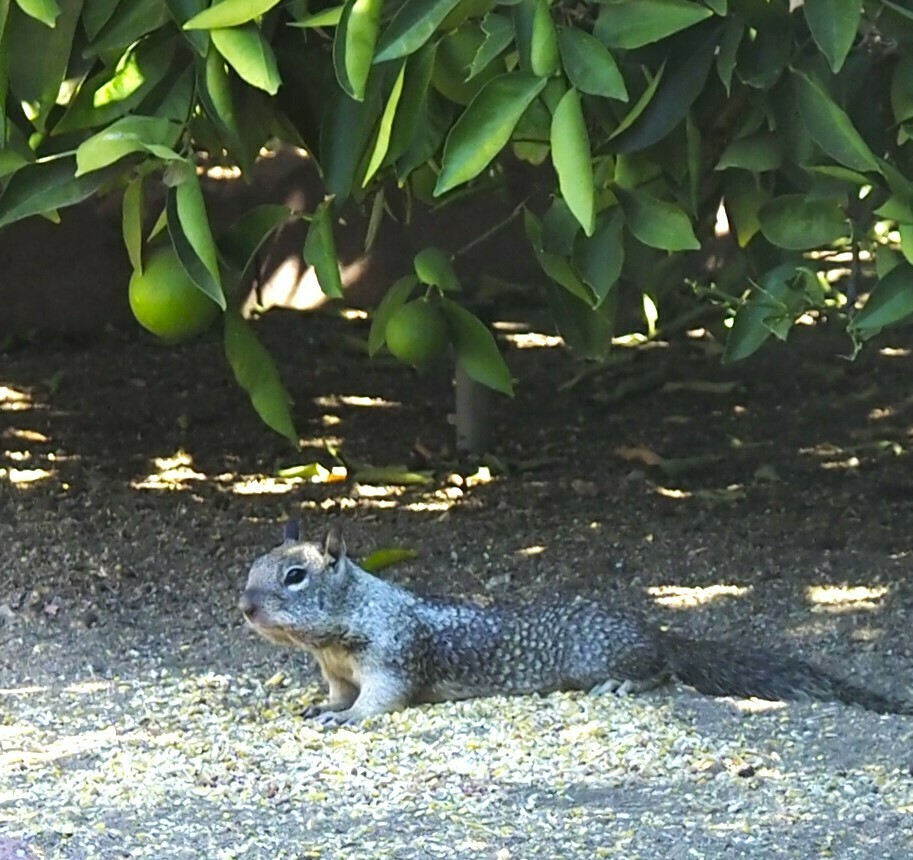California Ground Squirrel from Riverside County, CA, USA on October 03, 2024 at 10:55 AM by ...