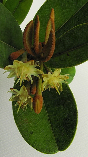 Manilkara dardanoi · iNaturalist