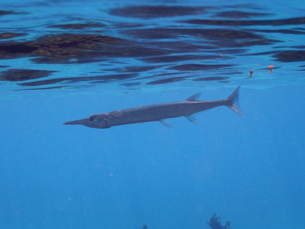 Houndfish from Colombia on October 5, 2024 at 08:02 AM by Charlotte ...