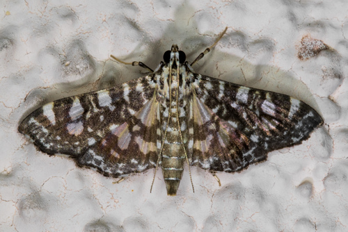 Swan plant flower moth (Micro-Moths of New Zealand's Kauri Kingdom ...