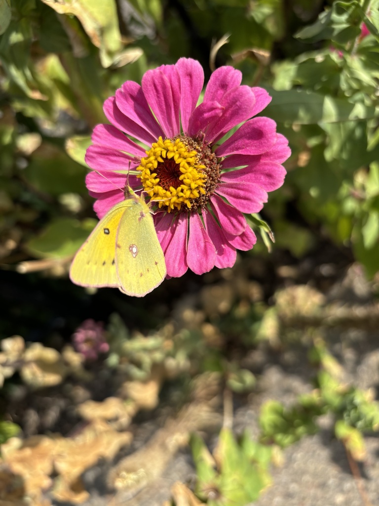 Orange Sulphur from Snelling Ave N, Saint Paul, MN, US on October 5 ...