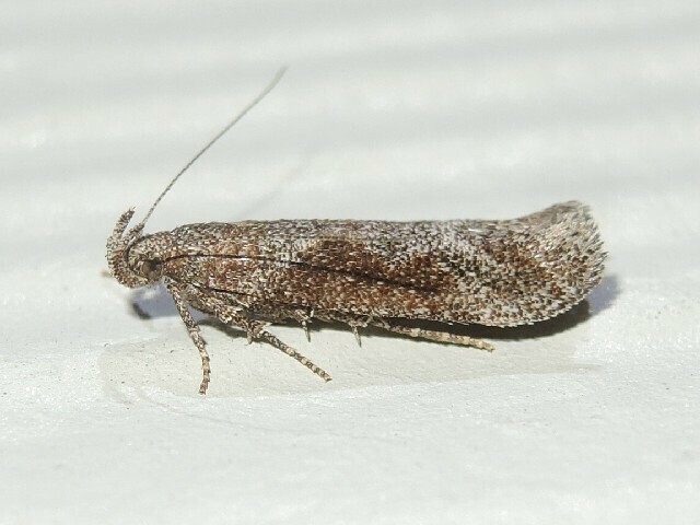 Goldenrod Elliptical-Gall Moth from Jamaica Bay Wildlife Refuge, Queens ...
