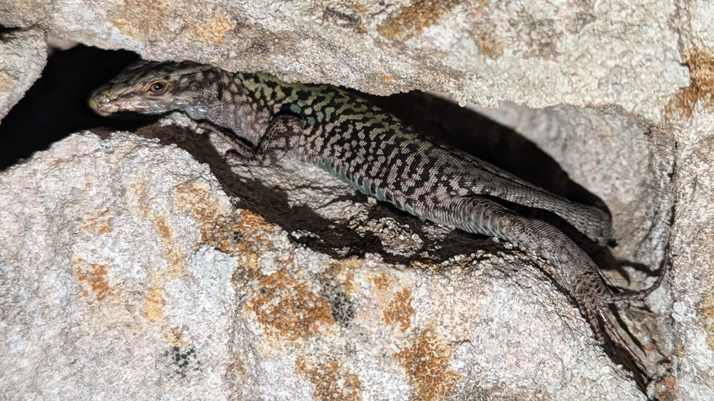 Italian Wall Lizard from 95P3+X3, 20169 Bonifacio, France on October 5 ...
