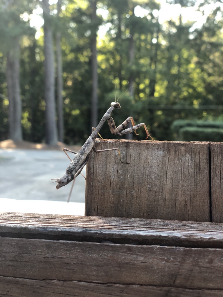 Carolina Mantis from S McNeill St, Carthage, NC, US on October 5, 2024 ...