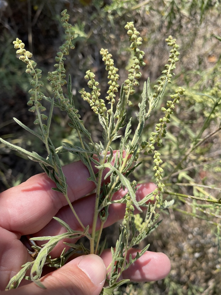 western ragweed from San Joaquin Trail, Fort Worth, TX, US on October 5 ...