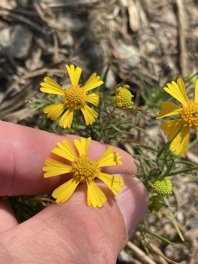 Bitterweed from East Fort Worth, Fort Worth, TX, US on October 5, 2024 ...