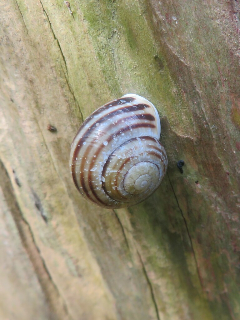 White-lipped Snail from Garrigill, Cumbria, UK on October 5, 2024 at 03 ...