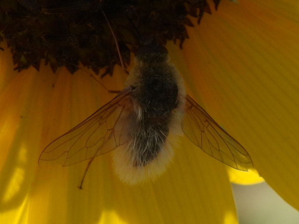 Woolly Bee Flies from Fort Worth, TX, USA on October 5, 2024 at 03:05 ...