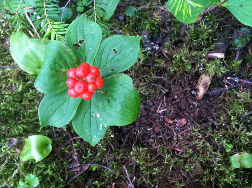 Canadian bunchberry from 786–924 River Rd, North Concord, Vermont, US ...
