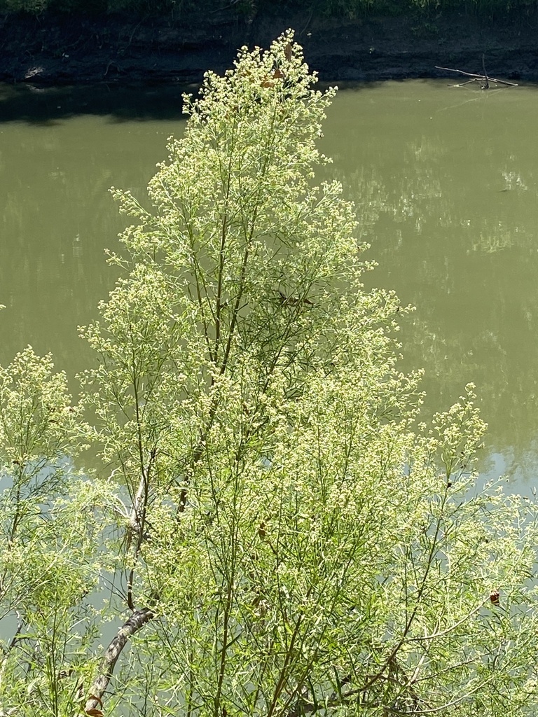 Poverty Weed from Trinity River Audubon Center, Dallas, TX, US on ...