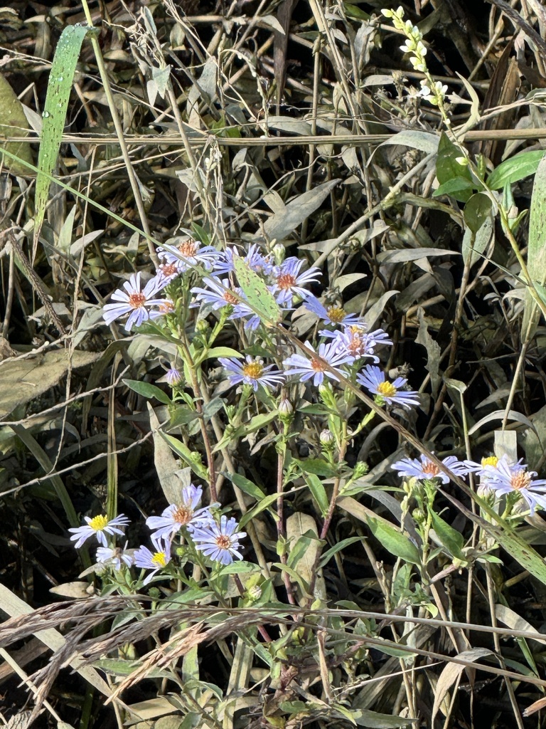 swamp aster from Colonial Beach, VA, US on October 5, 2024 at 10:51 AM ...