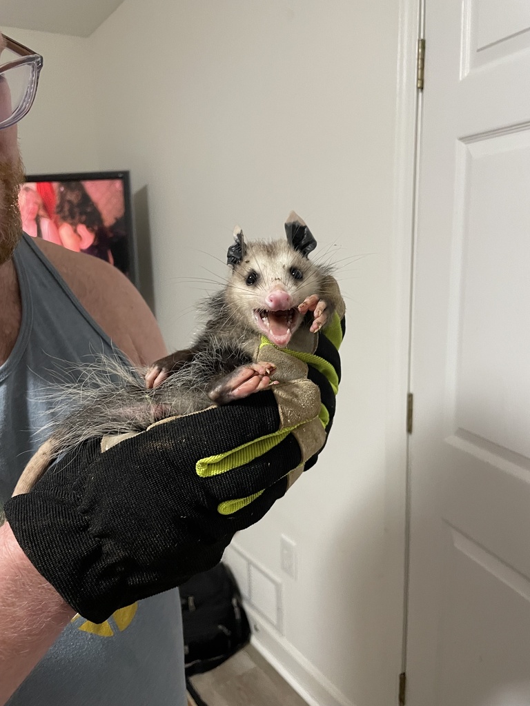 Virginia Opossum from Cane Creek Commons Dr, Dahlonega, GA, US on ...