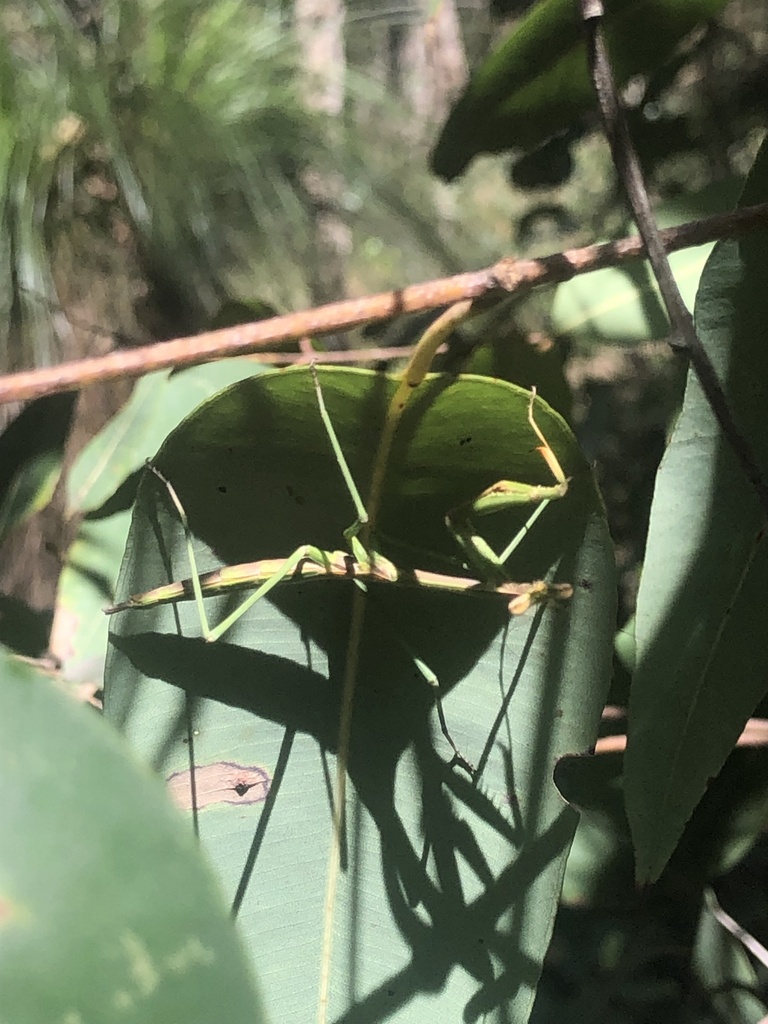 Australian Stick Mantis from Toohey Forest Park, Nathan, QLD, AU on ...