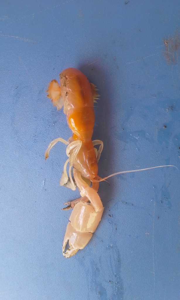 Bay Ghost Shrimp from Pacific County, WA, USA on July 15, 2015 at 11:31 ...