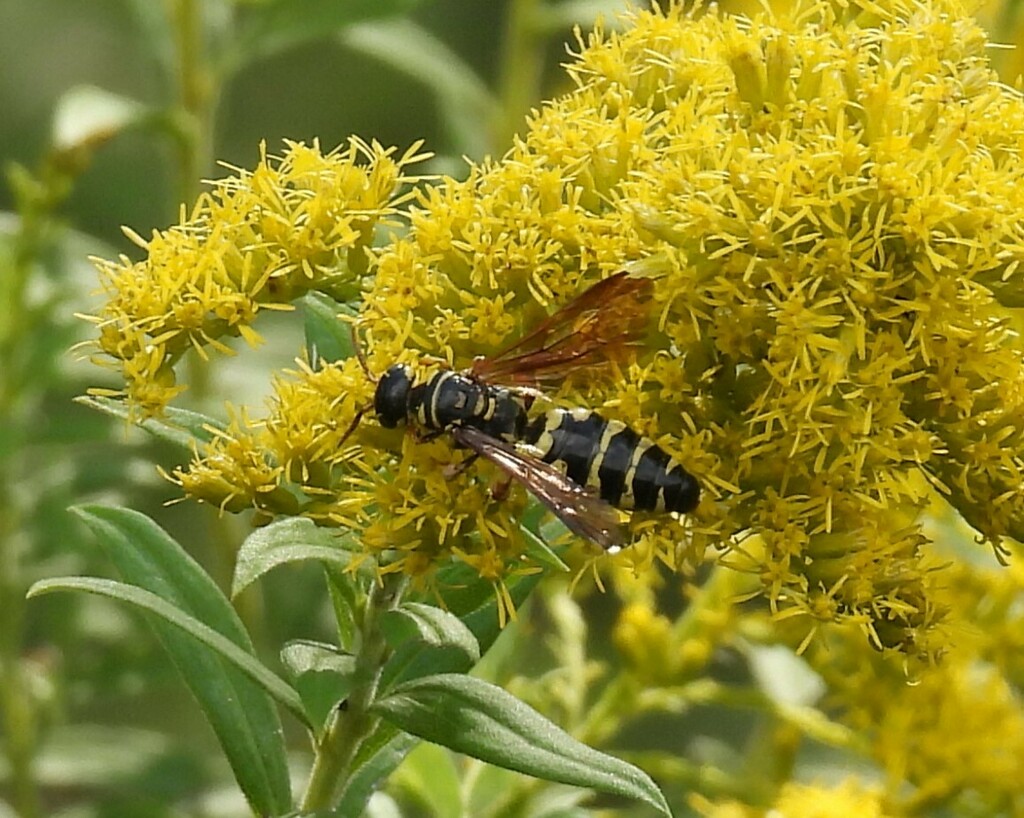 Five-banded Thynnid Wasp from Co. Rd. 275, Lauderdale County, AL, USA ...