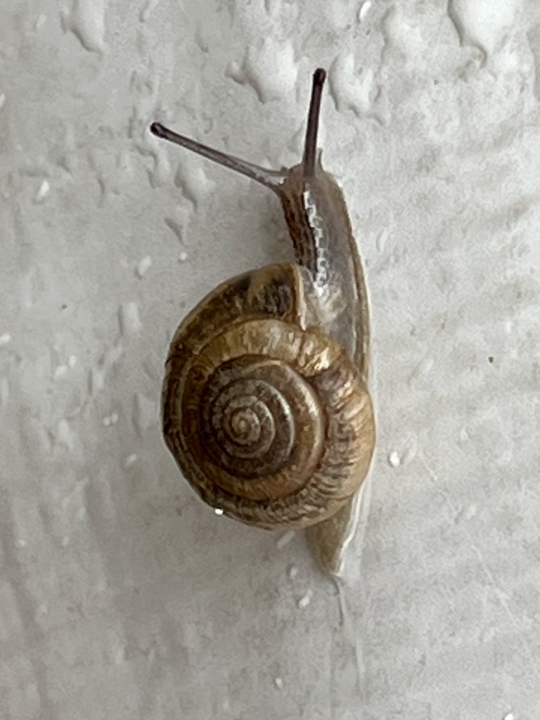 Dome Snails from Faust Park Thornhill Home and Historical Village ...