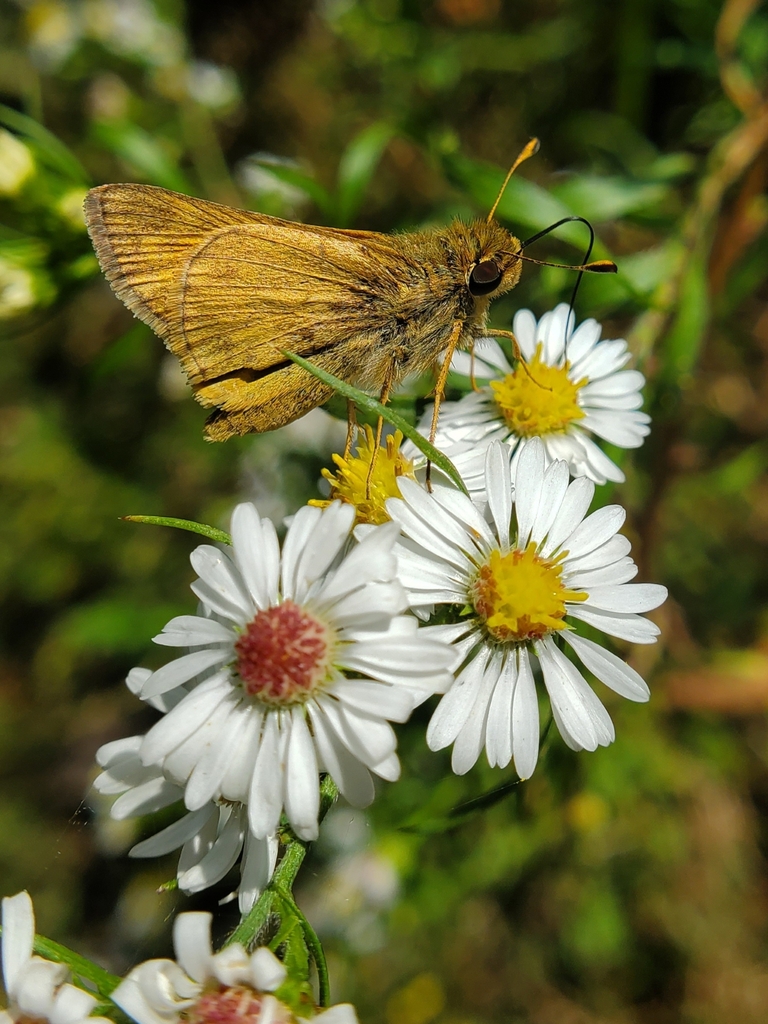 Huron Sachem from KIMBERLIN HGT, TN 37920, USA on October 5, 2024 at 01 ...