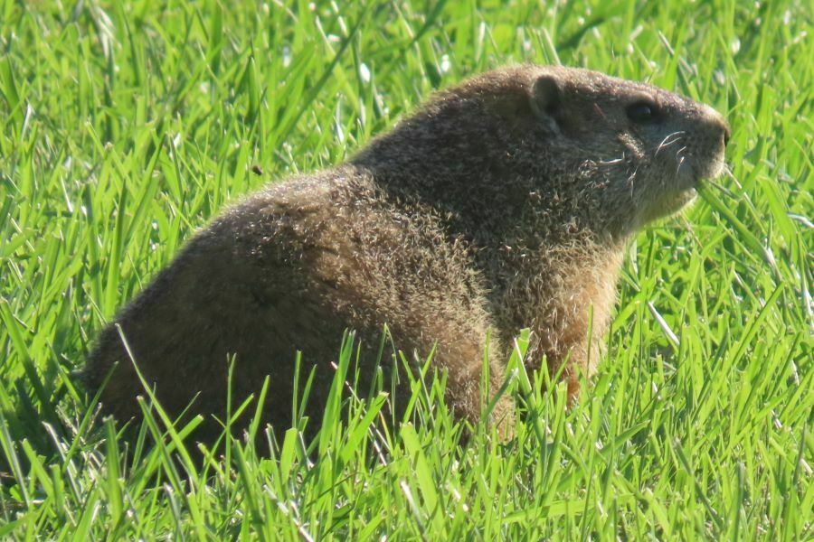 Groundhog from Fort Washington, MD, USA on October 5, 2024 at 03:53 PM ...