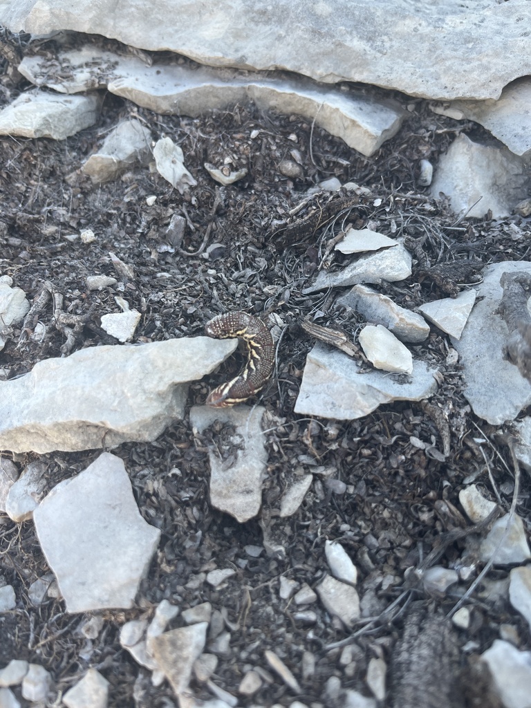 Five-spotted Hawk Moth from Val Verde County, US-TX, US on October 5 ...