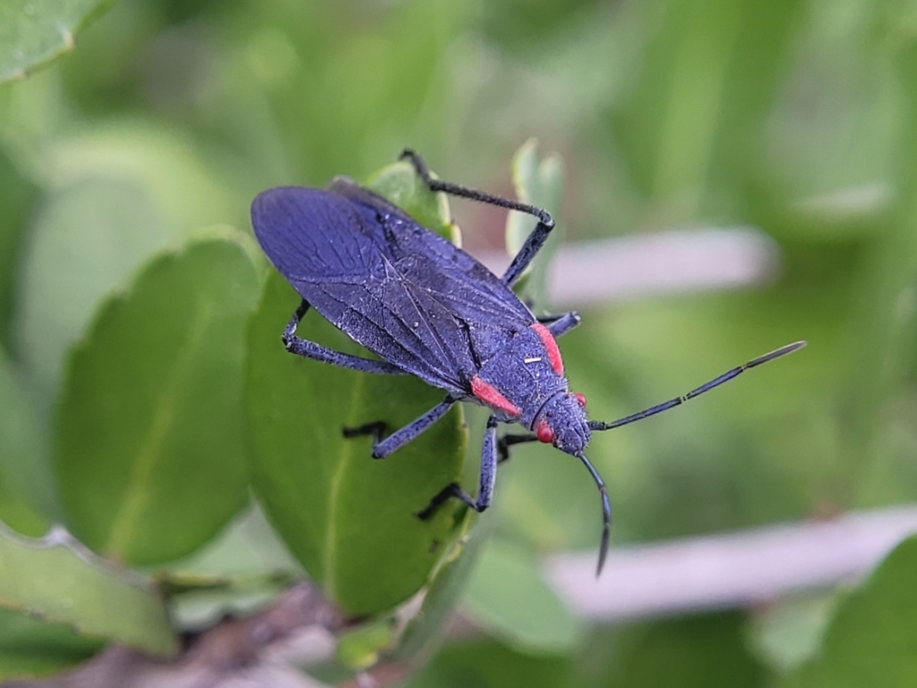 Red-shouldered Bug from Bryan, TX 77807, USA on October 5, 2024 at 02: ...