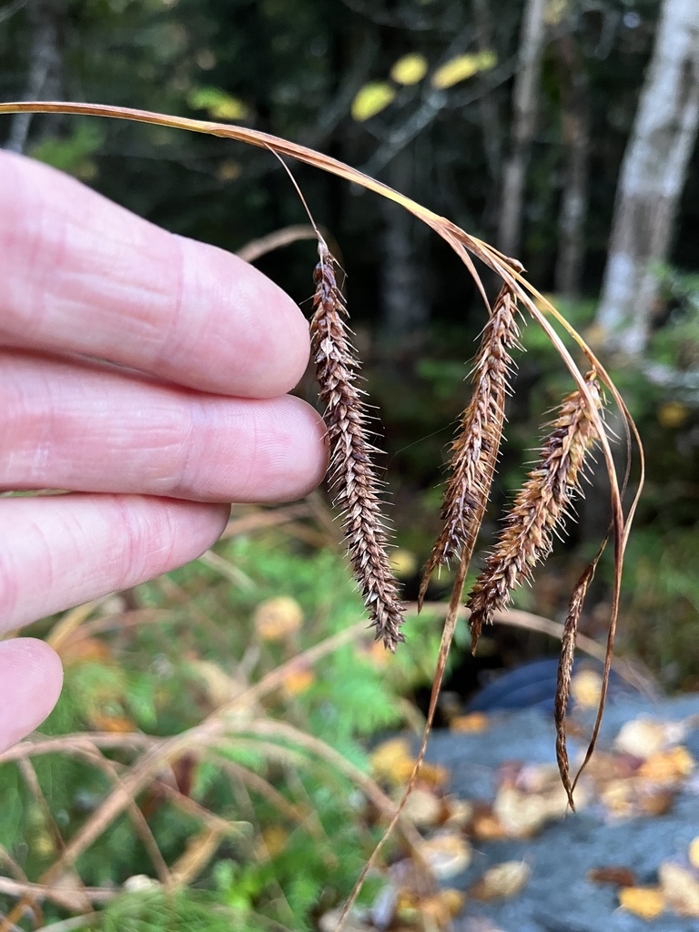 fringed sedge from Ellsworth, ME, US on October 5, 2024 at 05:57 PM by ...