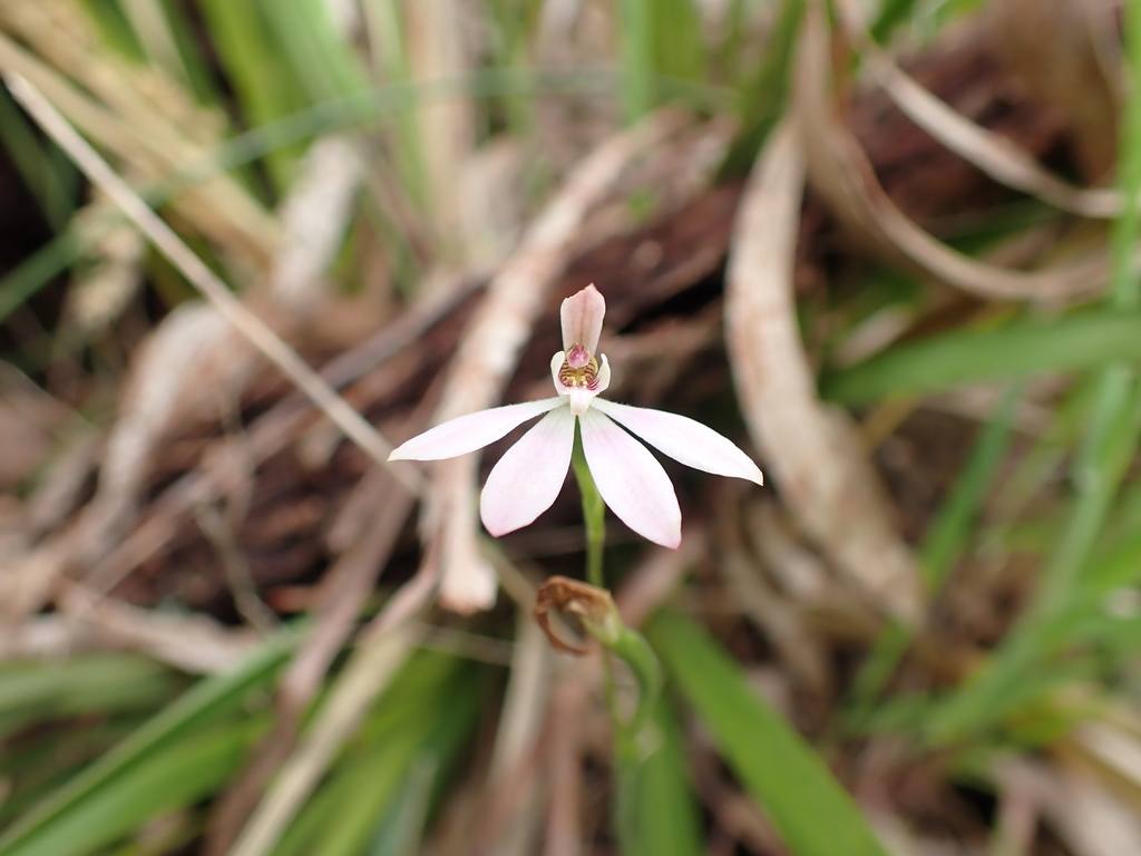 Pink Lady Fingers from Nth Western Port Reserve VIC 3912, Australia on ...