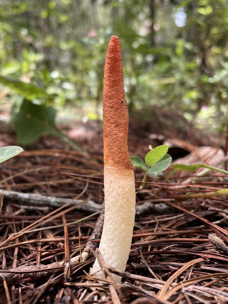Mutinus argentinus from San Cristóbal de las Casas, MX-CH, MX on ...