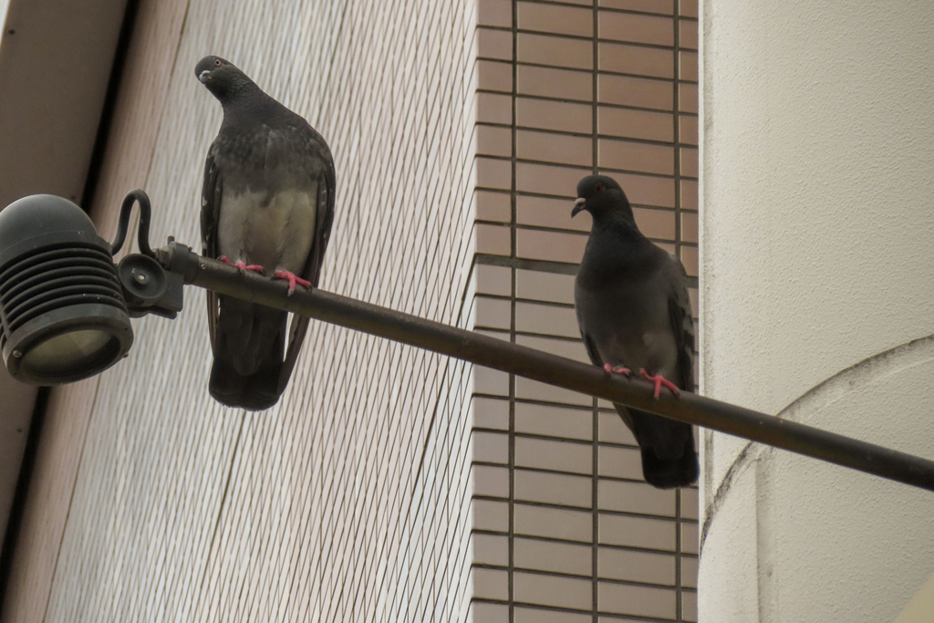 Feral Pigeon from Nishiasakusa, Taito City, Tokyo 111-0035, Japón on ...