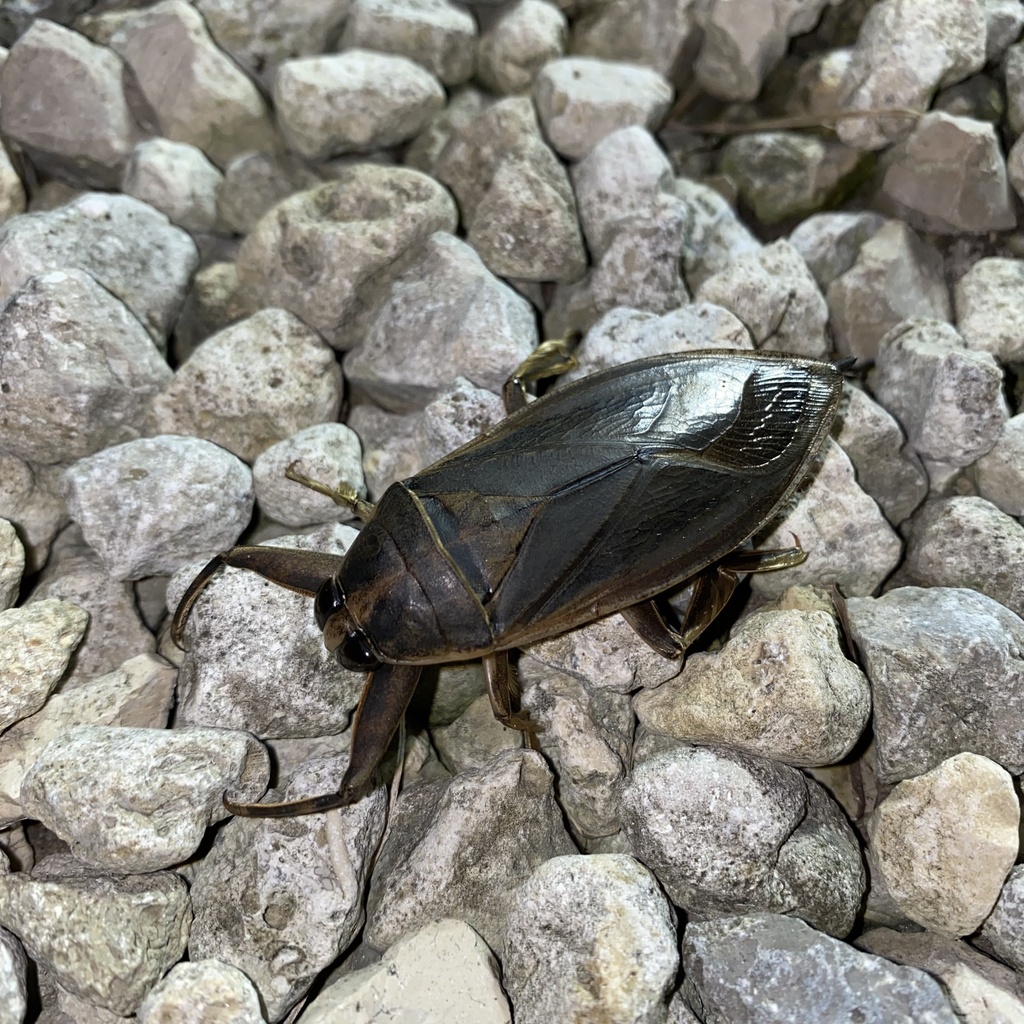 Eastern Toe-biter from Ave Maria University, Ave Maria, FL, US on ...