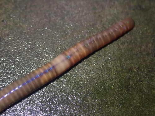 Genus Metaphire · iNaturalist United Kingdom