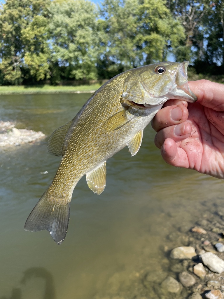 Smallmouth Bass from Wabash River, Delphi, IN, US on September 15, 2024 ...