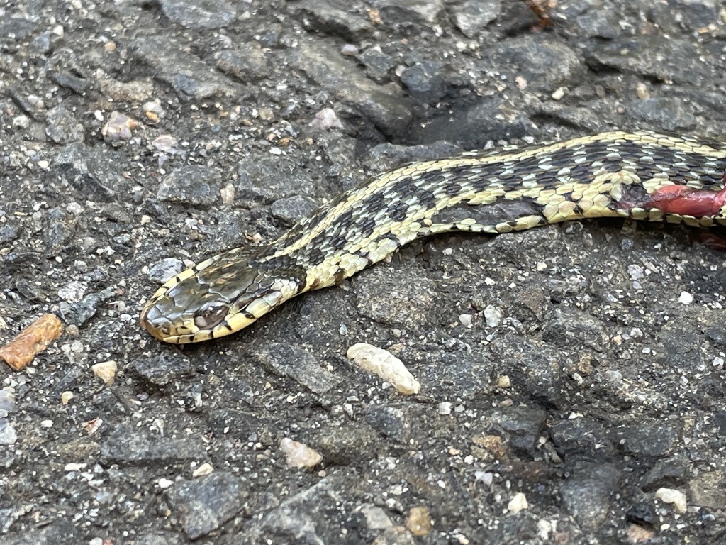 Eastern Garter Snake from Graystone Rd, Warrenton, VA, US on October 5 ...