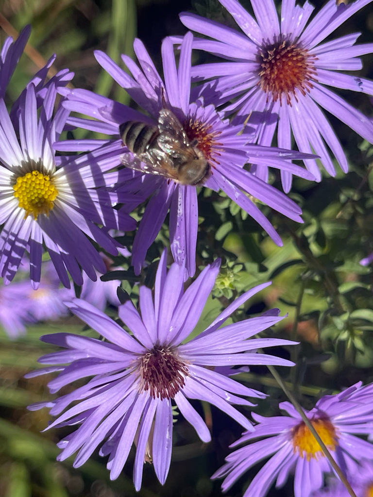 Western Honey Bee from York St, Denver, CO, US on October 5, 2024 at 02 ...