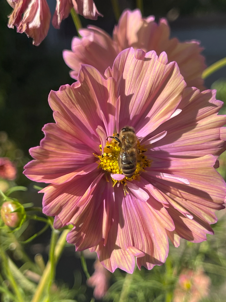 Western Honey Bee from E 11th Ave, Denver, CO, US on October 5, 2024 at ...