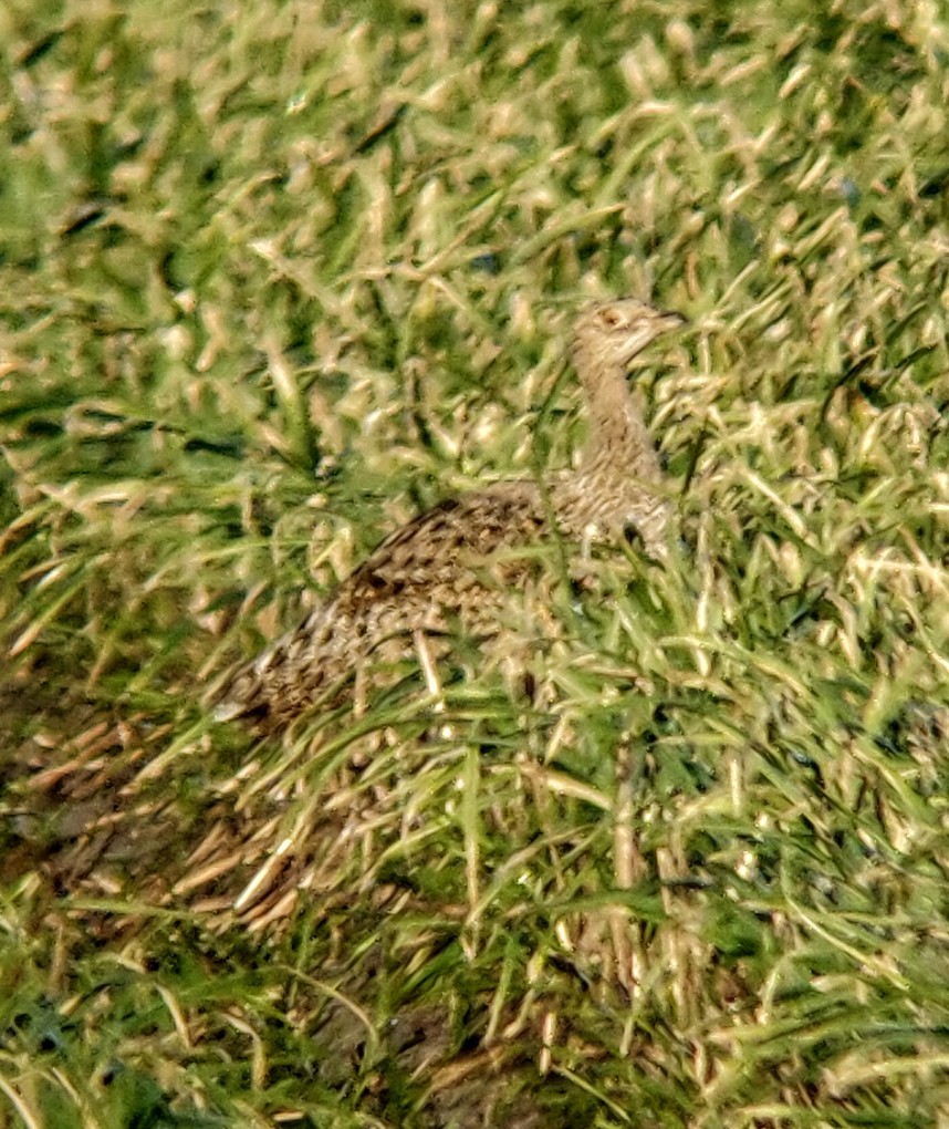 Little Bustard in February 2019 by willowman · iNaturalist