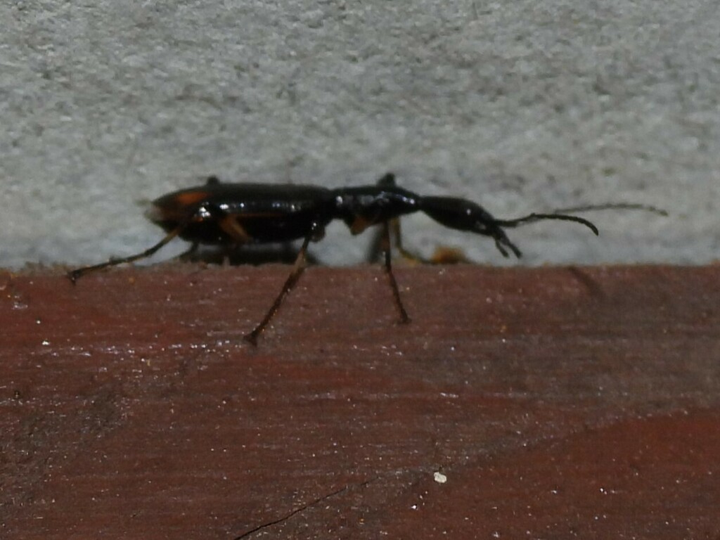 Ophionea from Coomba Park NSW 2428, Australia on October 5, 2024 at 07: ...