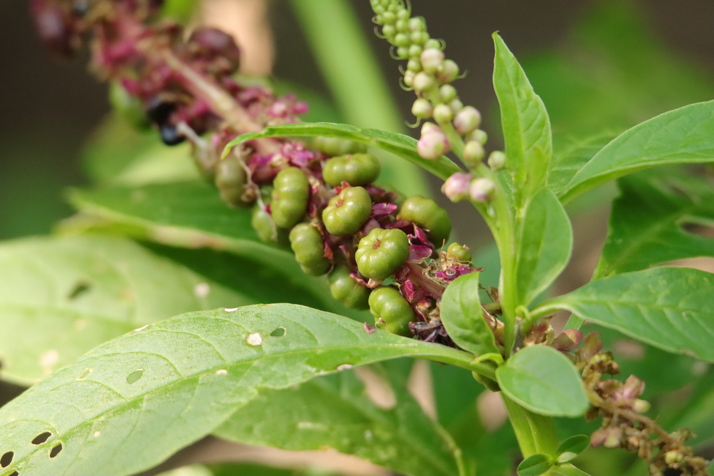 Tropical Pokeweed from Bosque Los Colomos, C. El Chaco 3200 ...