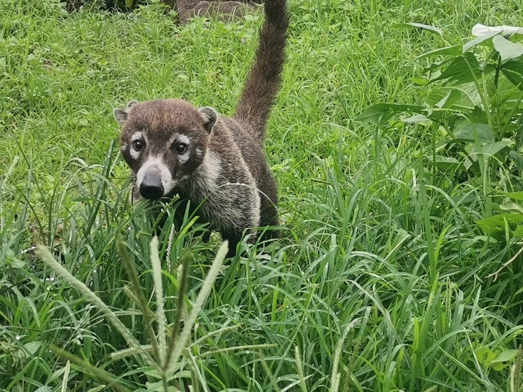 White-nosed Coati from San Francisco, Alto Boquete, Provincia de ...