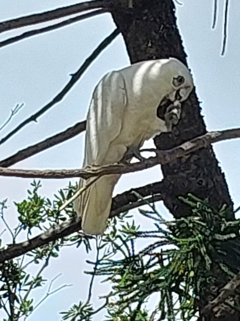Little Corella from Ocean St at King St, Narrabeen NSW 2101, Australia ...