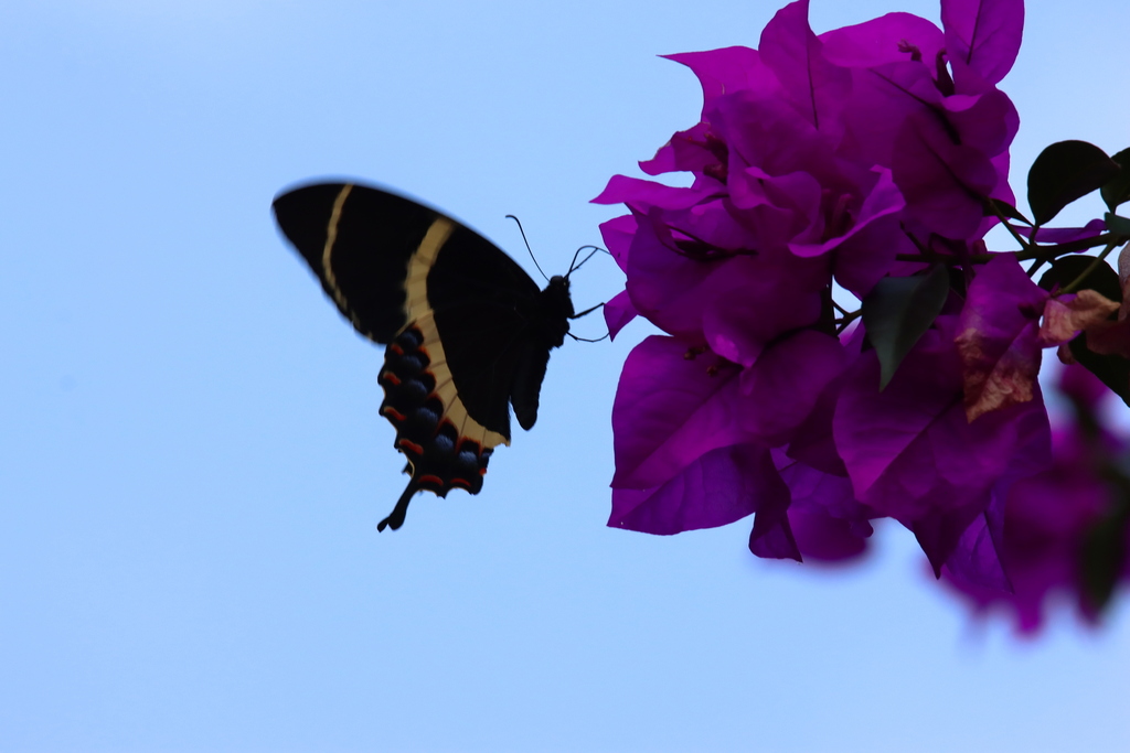 Magnificent Swallowtail from Lomas del Valle, Zapopan, Jal., México on ...