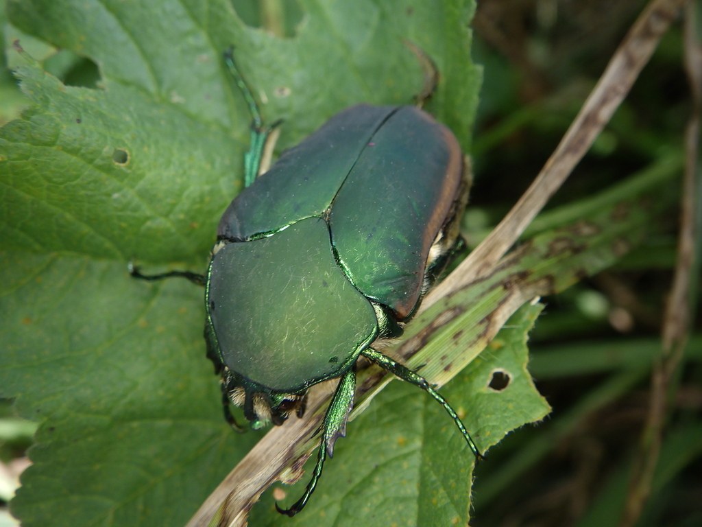 Mayate esmeralda desde Sin Nombre, Xocotlán, Méx., Mexico el 05 de ...