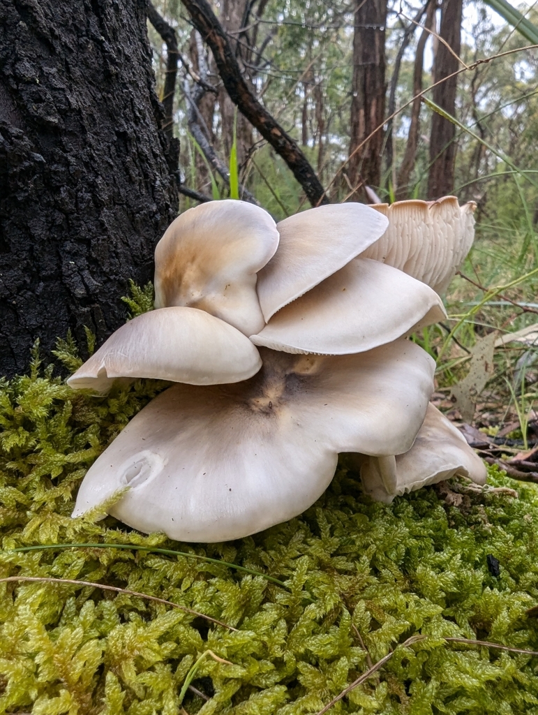 ghost fungus from Domeney Reserve, Knees Road, Park Orchards VIC 3114 ...